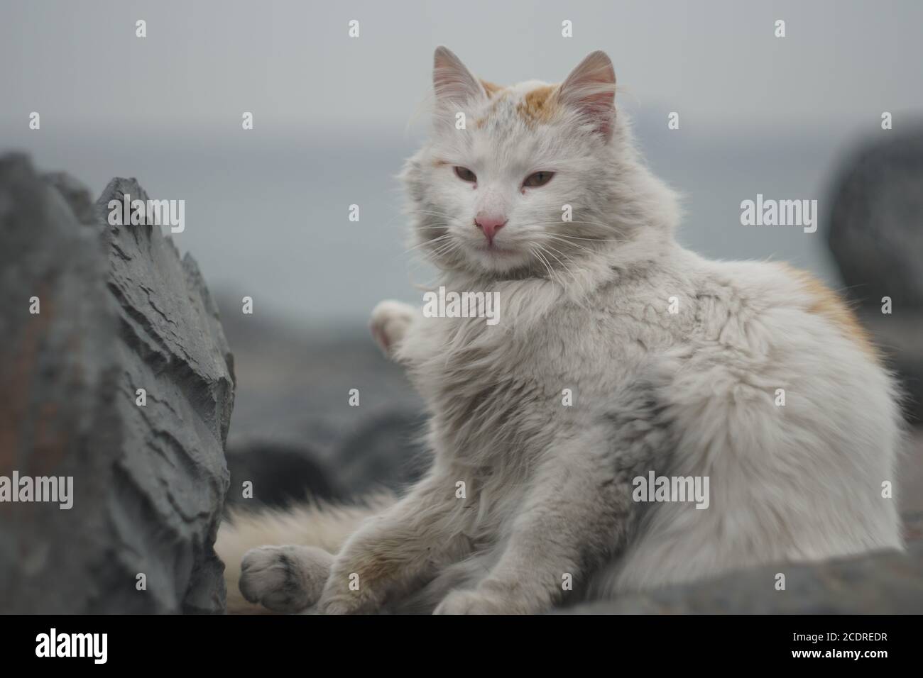 Smelly cat hi-res stock photography and images - Alamy