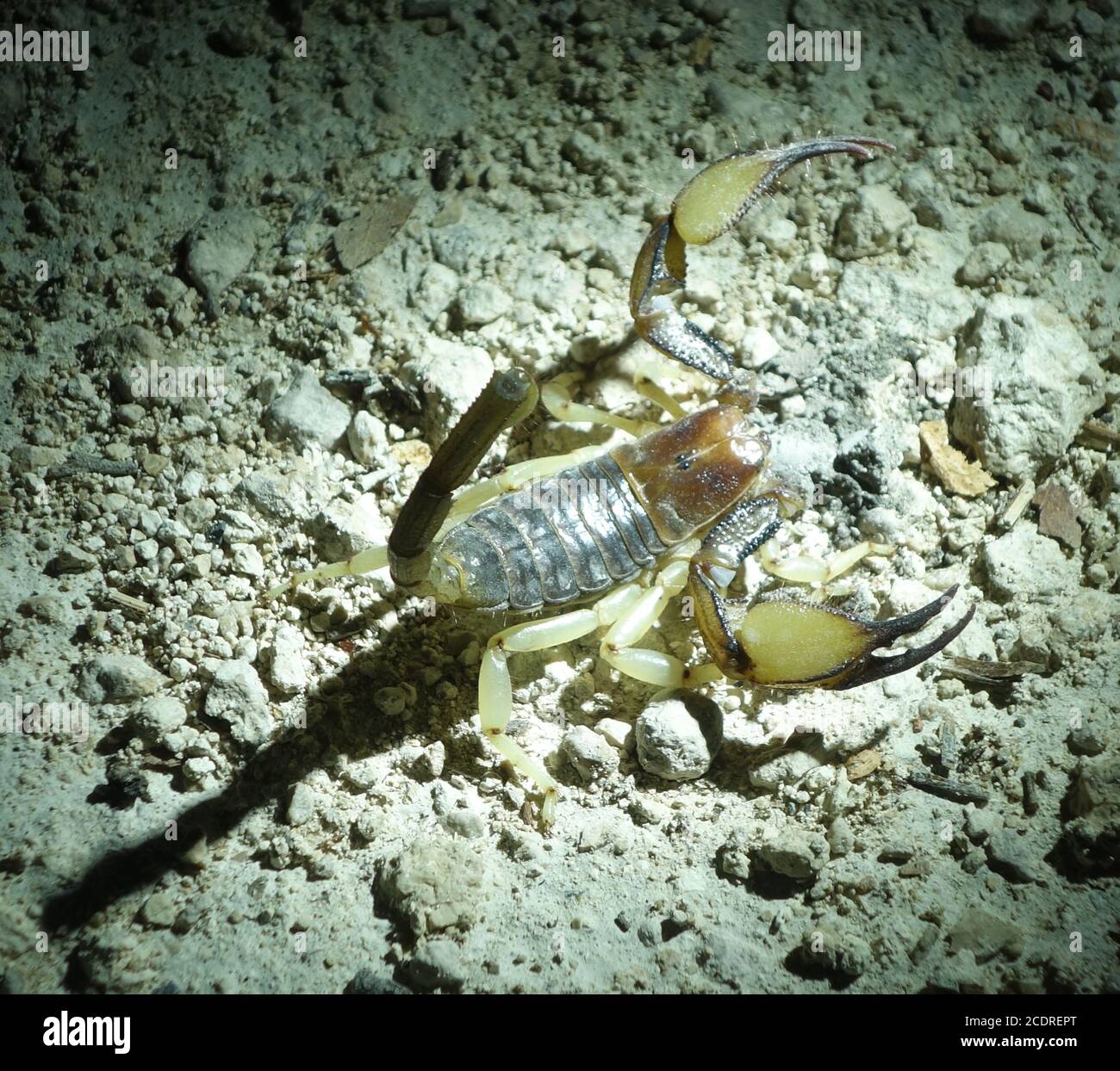 Scorpio legs hi-res stock photography and images - Alamy