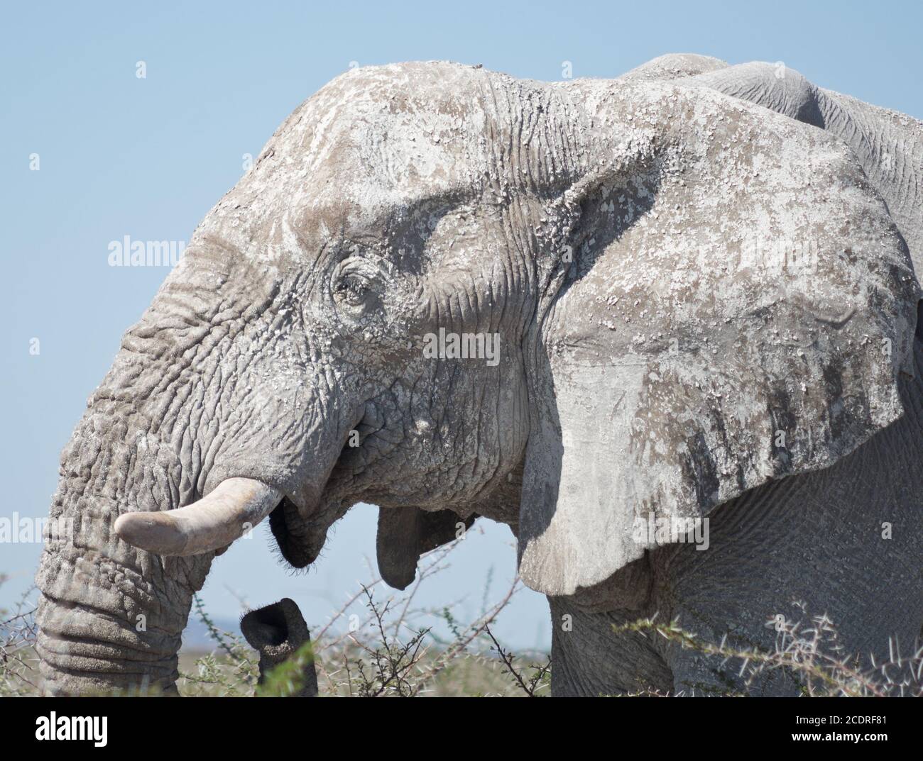 Very old elephant hi-res stock photography and images - Alamy