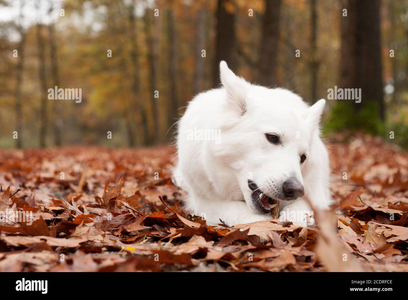 White sheppard in the forest chewing on his stick Stock Photo - Alamy