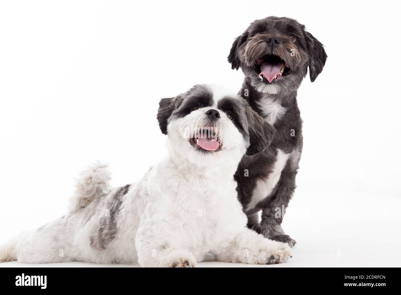 2 young shi tzu dogs Stock Photo - Alamy