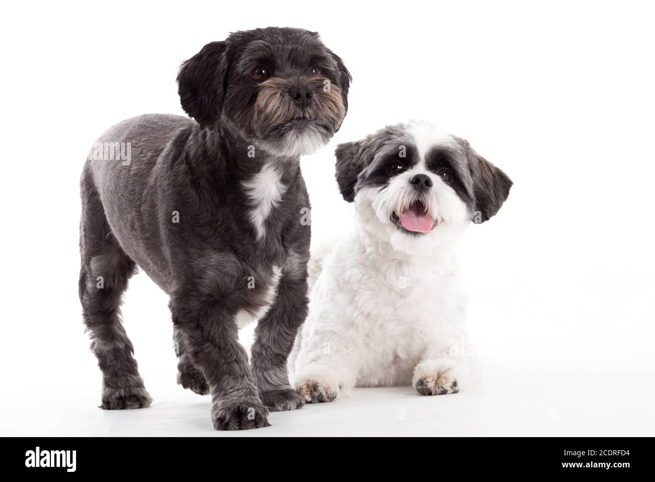 Shih tzu chinese hi-res stock photography and images - Alamy