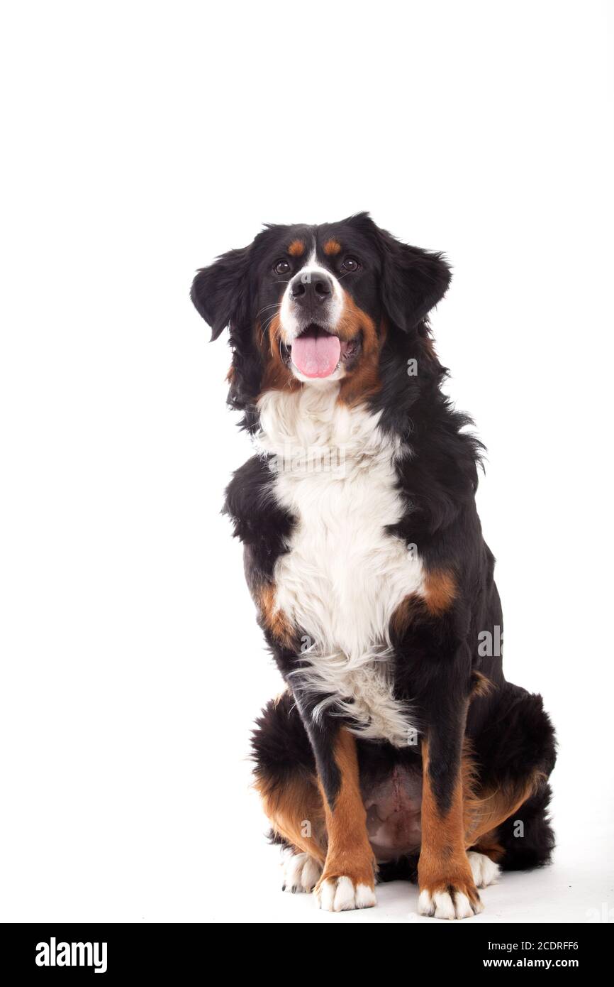 Bernese hound hi-res stock photography and images - Alamy