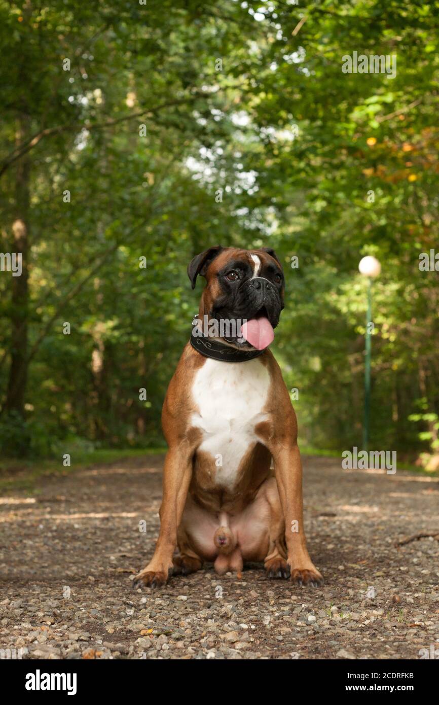 Boxer in the forest Stock Photo - Alamy