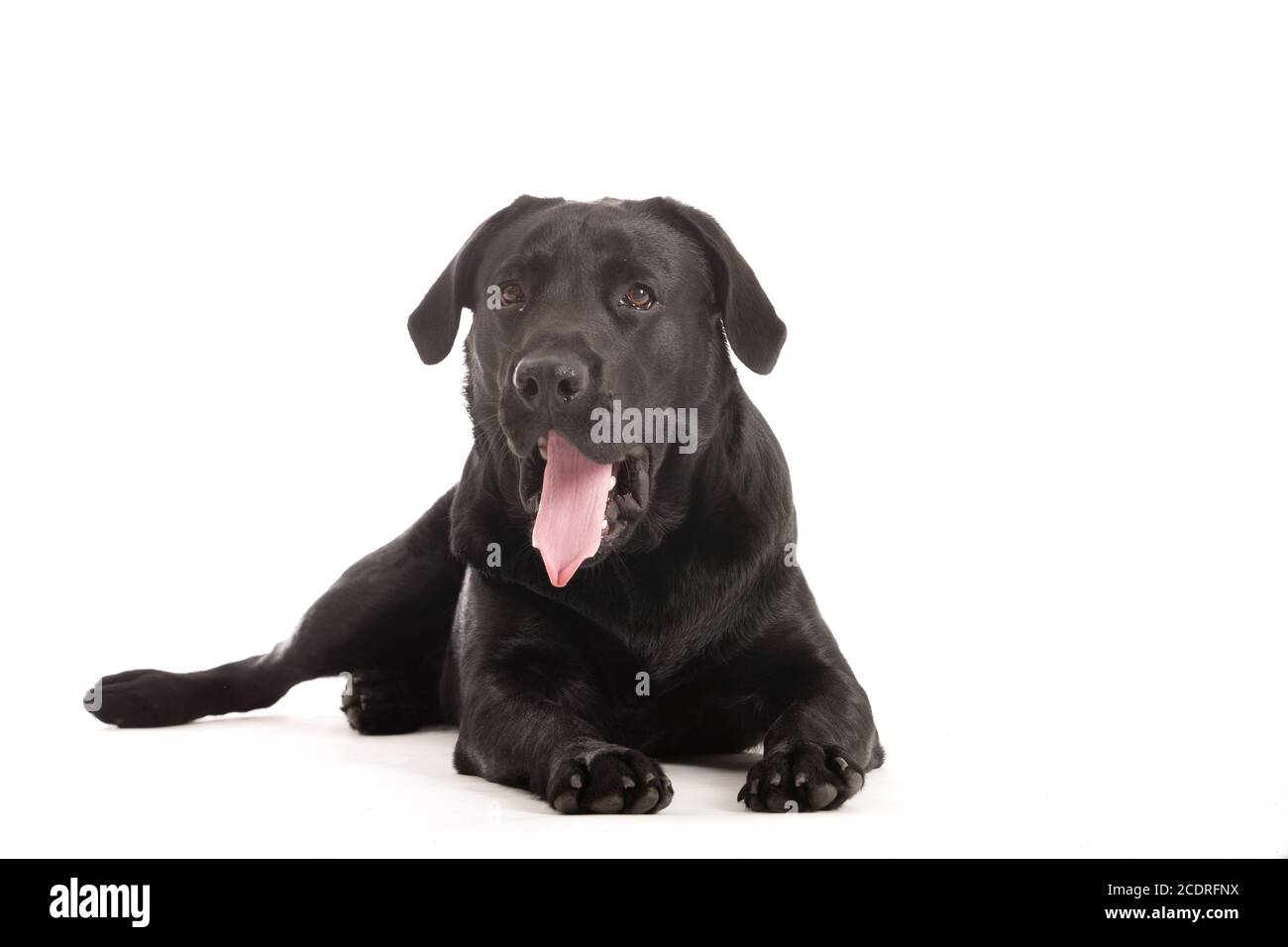 Labrador perro hi-res stock photography and images - Alamy