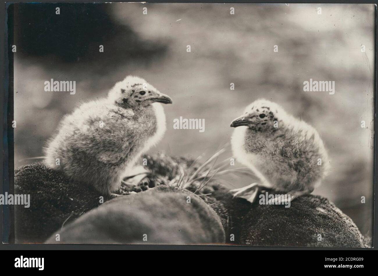 Harold Hamilton High Resolution Stock Photography and Images - Alamy