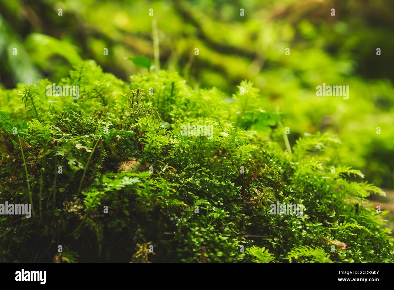 Fresh green forest moss Stock Photo - Alamy