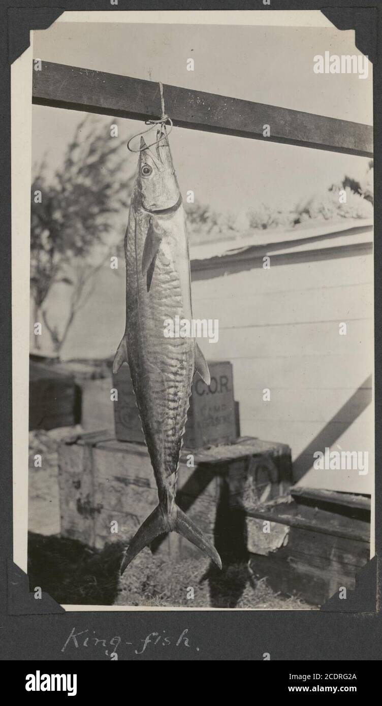White kingfish hi-res stock photography and images - Alamy