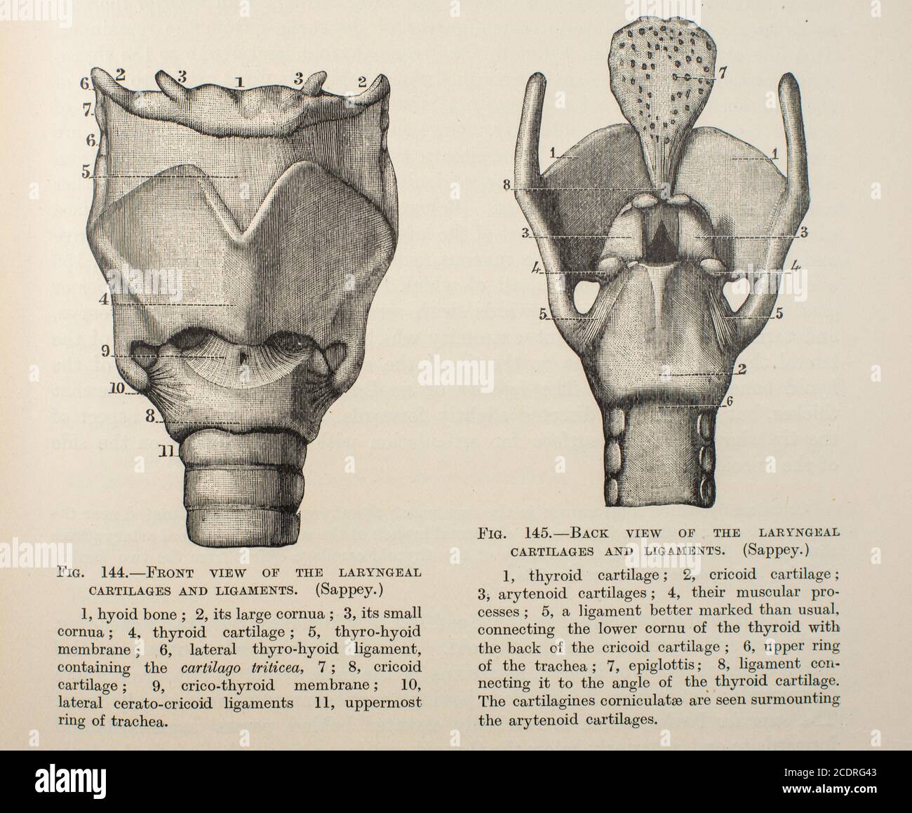Vocal cord anatomy hi-res stock photography and images - Alamy