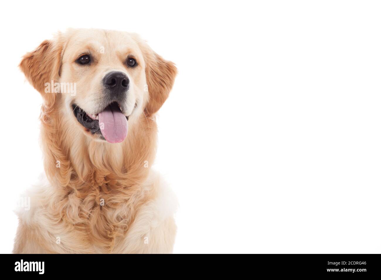 Portrait of golder retriever Stock Photo - Alamy