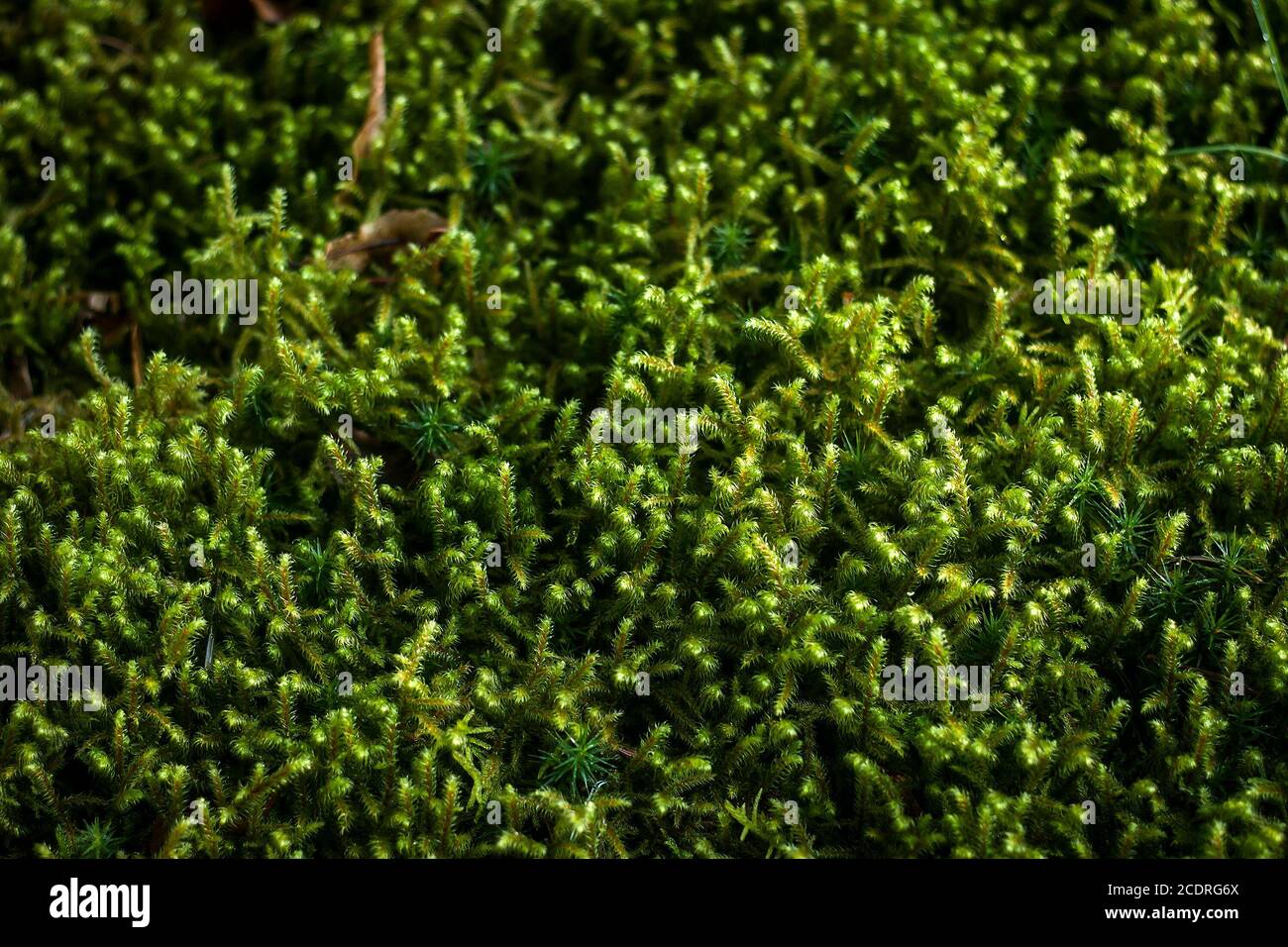 Fresh green forest moss Stock Photo - Alamy