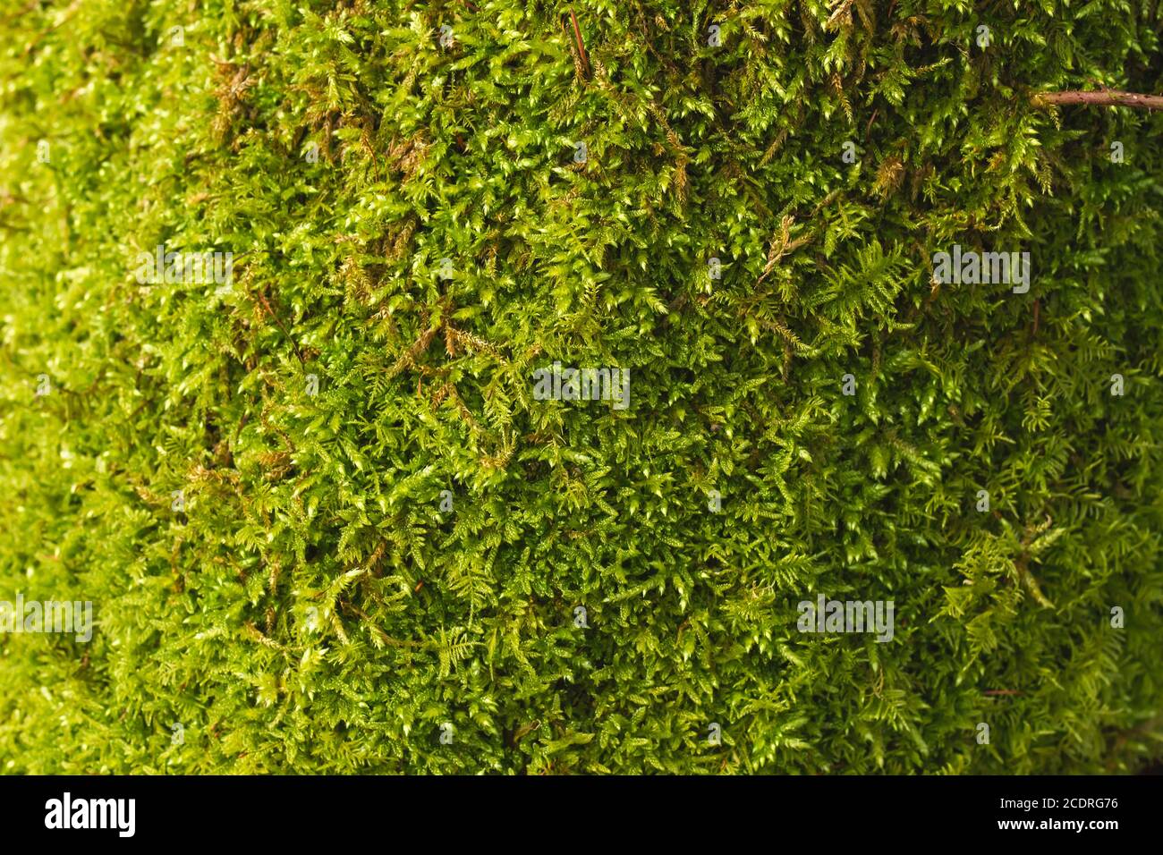 Fresh green forest moss Stock Photo - Alamy
