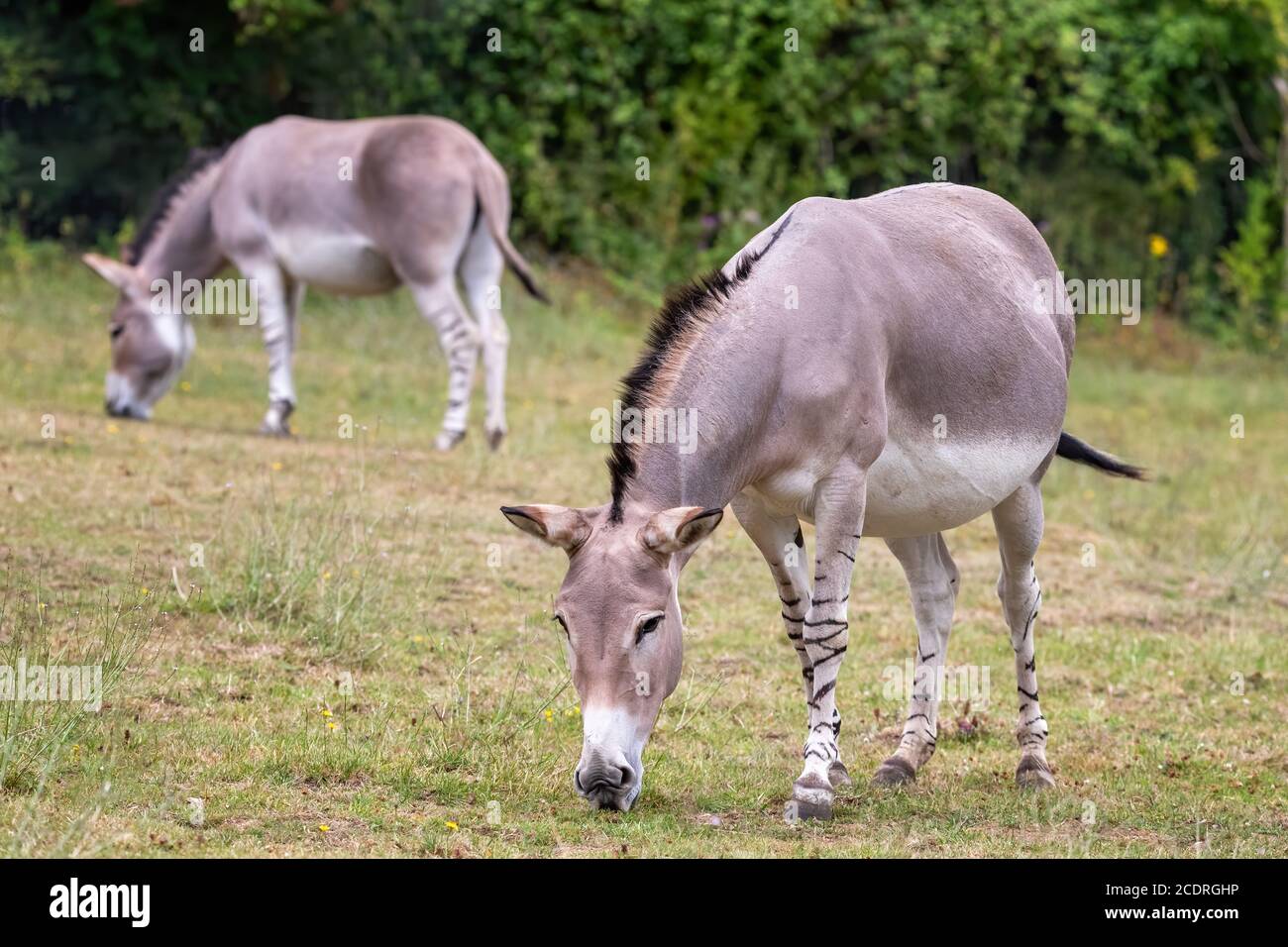 African wild donkey, Equus asinus somalicus, grazing in a wildlife park ...