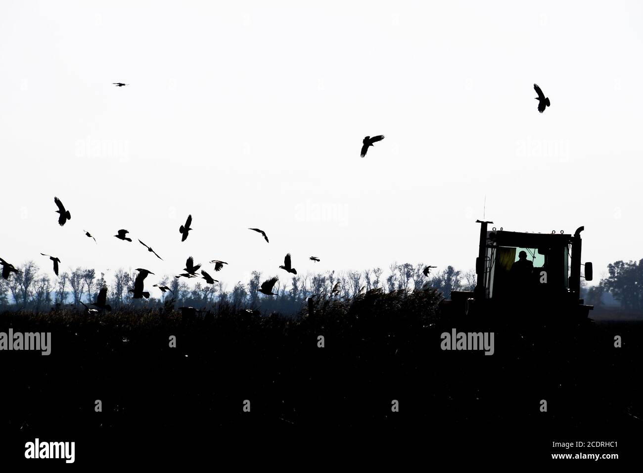 Crows flying hi-res stock photography and images - Alamy