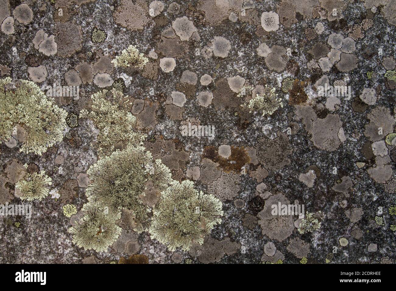 Lichens growing on a rock surface Stock Photo - Alamy