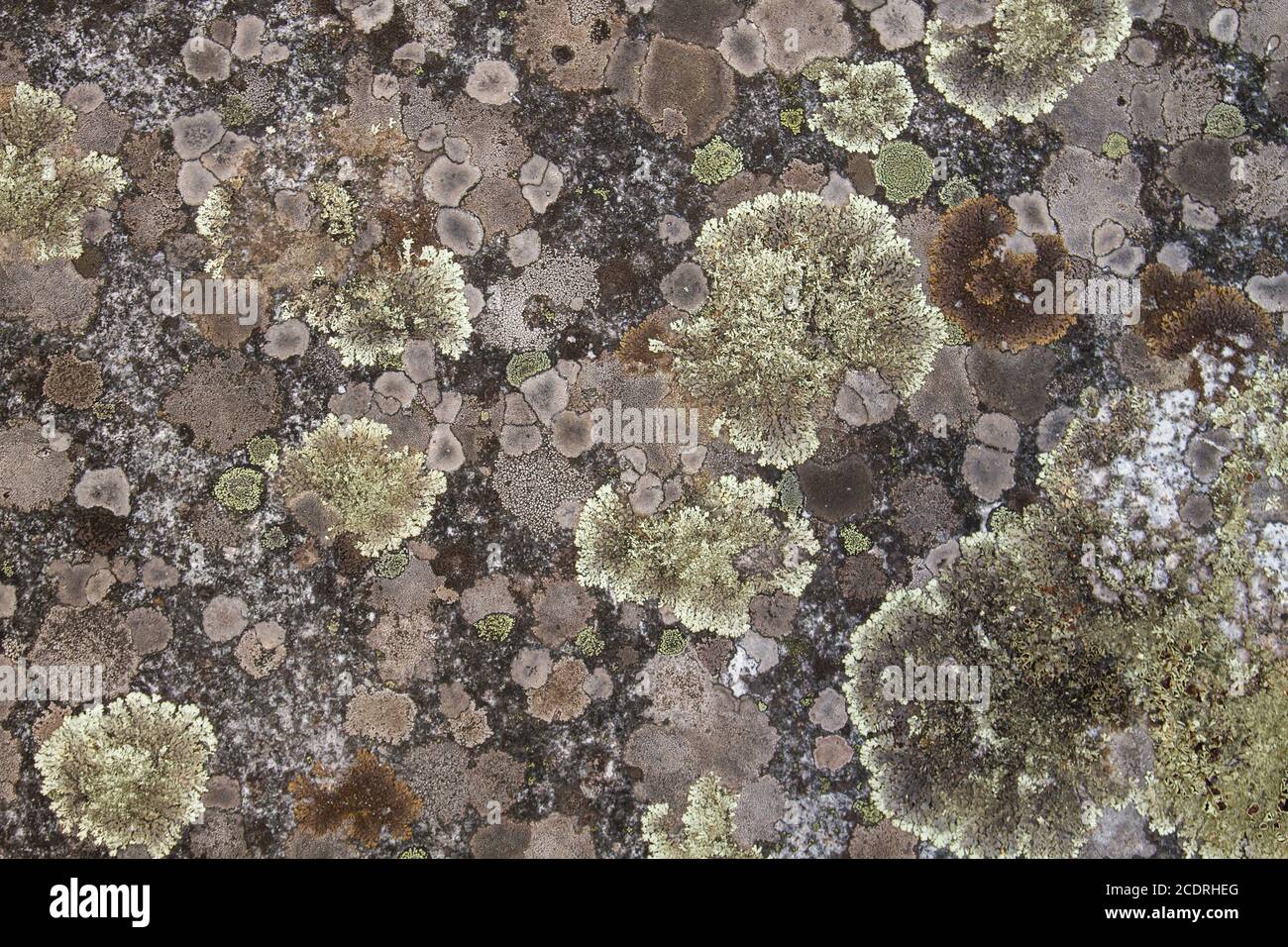 Lichens growing on stone surface Stock Photo - Alamy
