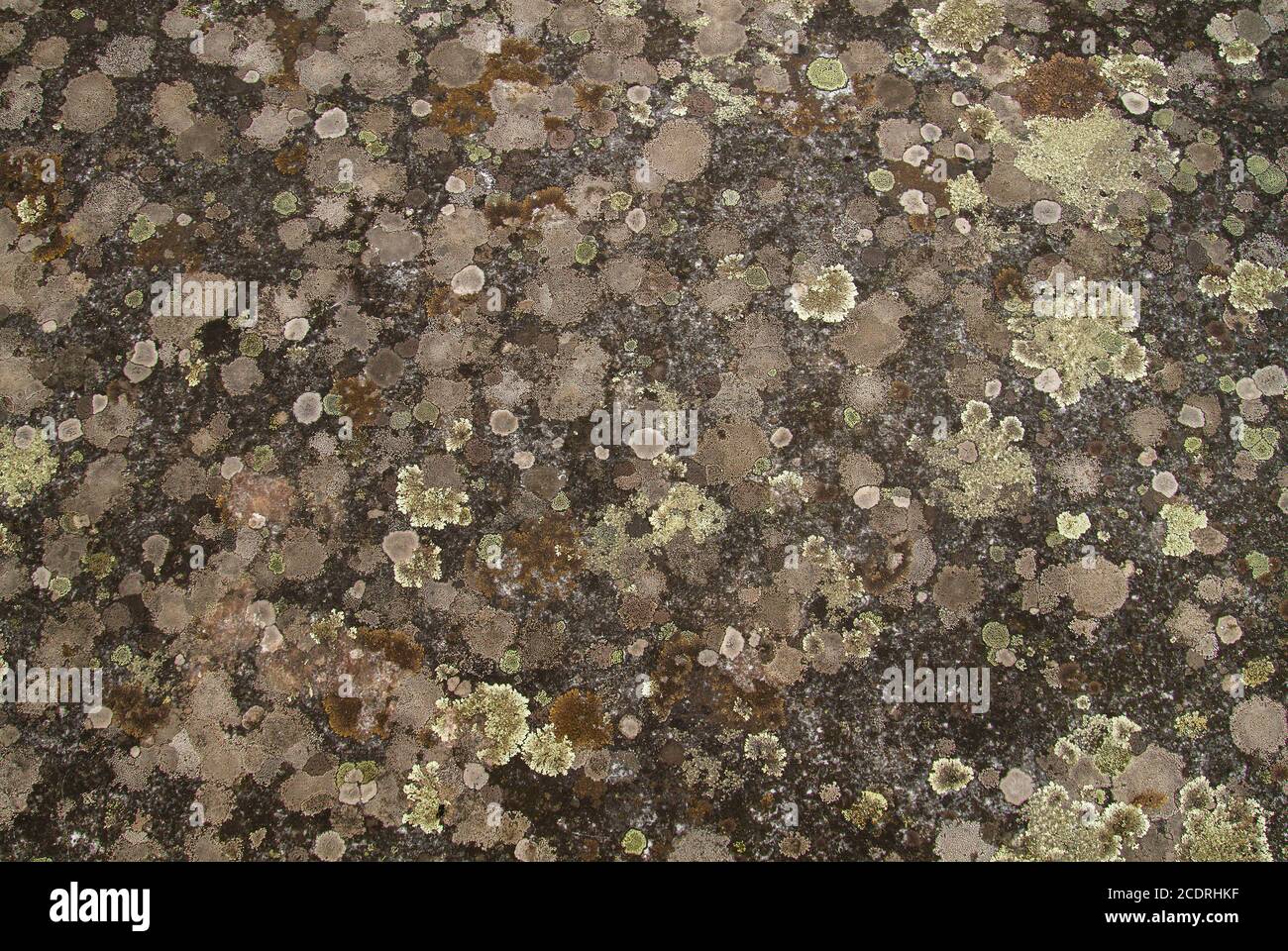 Lichens growing on a stone surface Stock Photo - Alamy