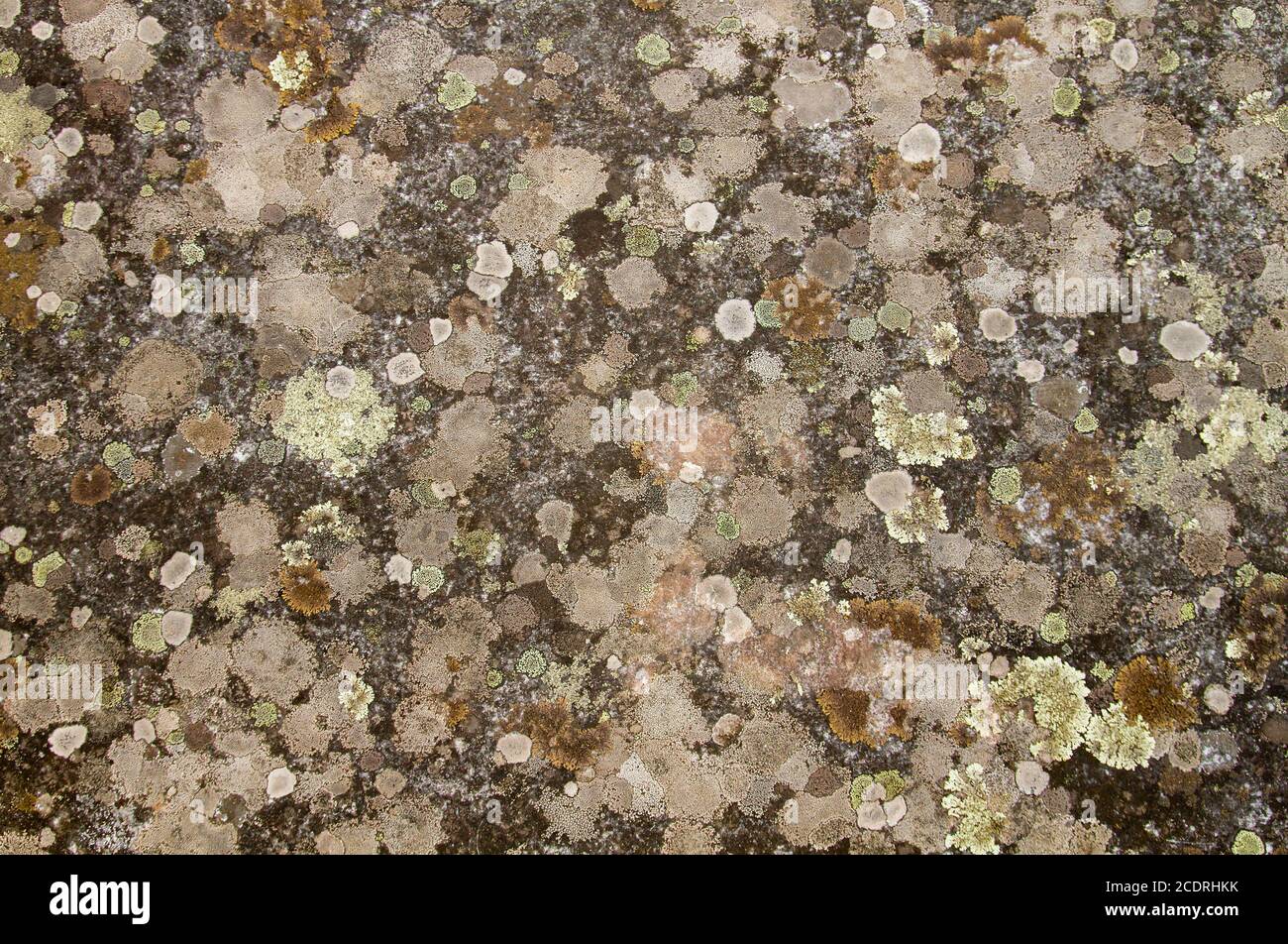 Rock fungi weathering hi-res stock photography and images - Alamy