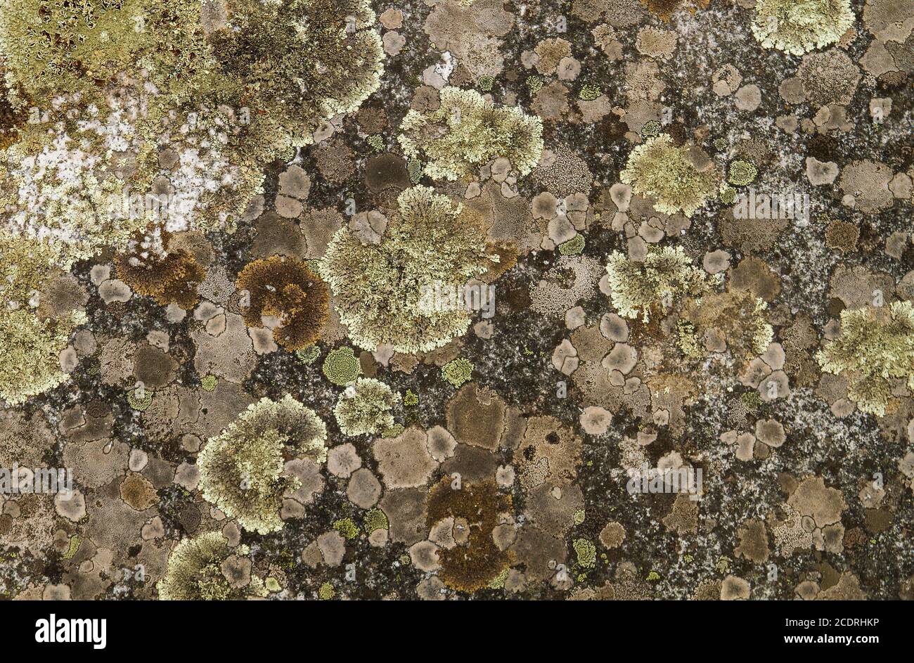 Lichens growing on a rock surface Stock Photo - Alamy
