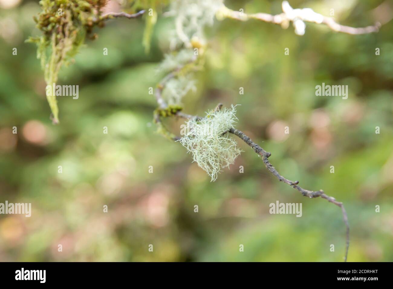 Evernia divaricata lichen growing on a tree branch Stock Photo - Alamy