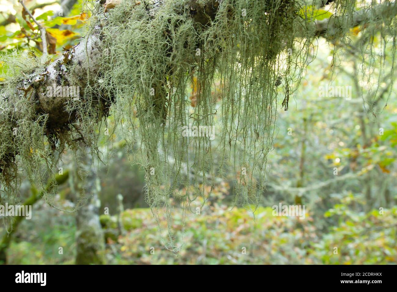 Pale lichen on tree hi-res stock photography and images - Alamy