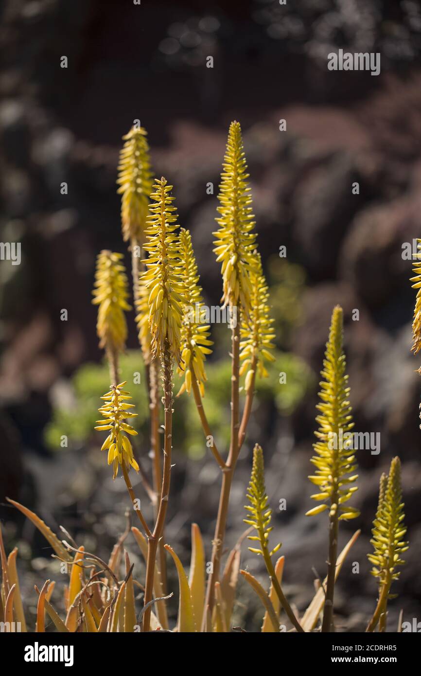 Aloe vera flowers red hi-res stock photography and images - Alamy