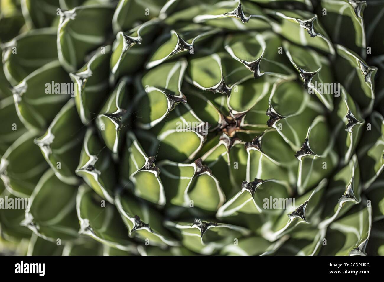 Close up view white cactus hi-res stock photography and images - Alamy