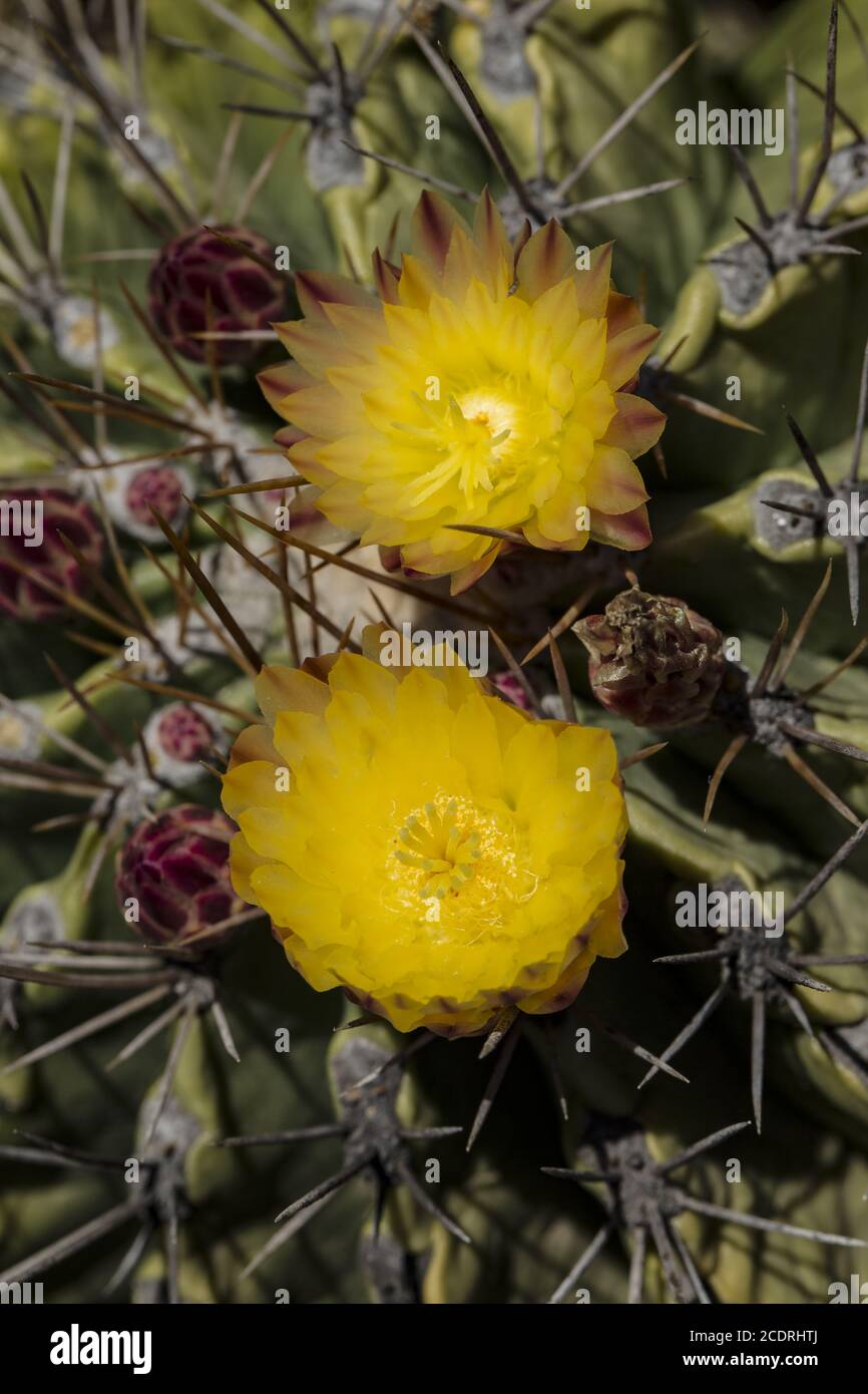 Cactus and yellow flowers hi-res stock photography and images - Alamy
