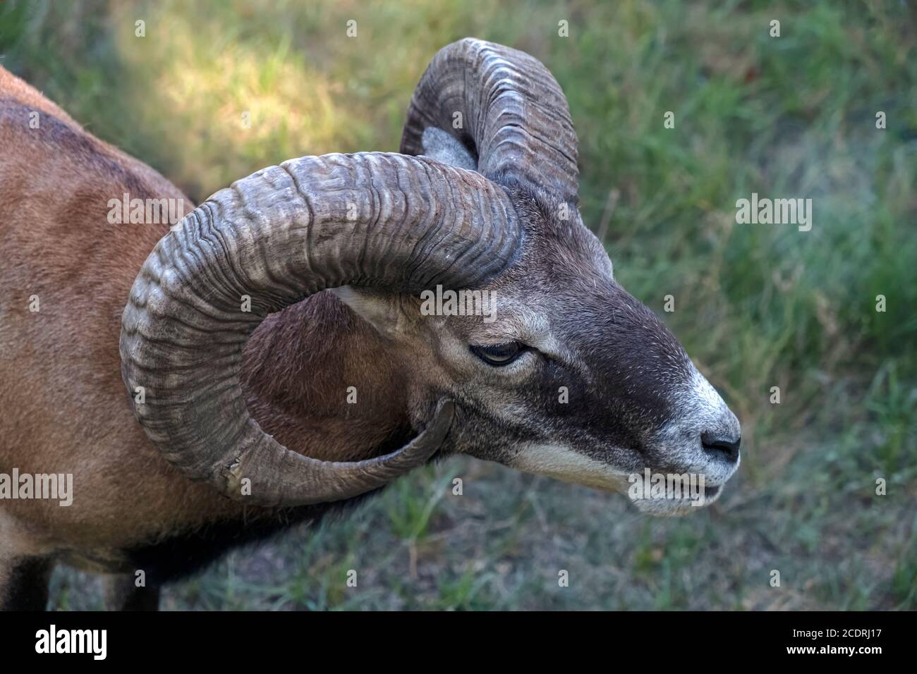 Close-up of wild ram or mouflon head against grass background Stock ...