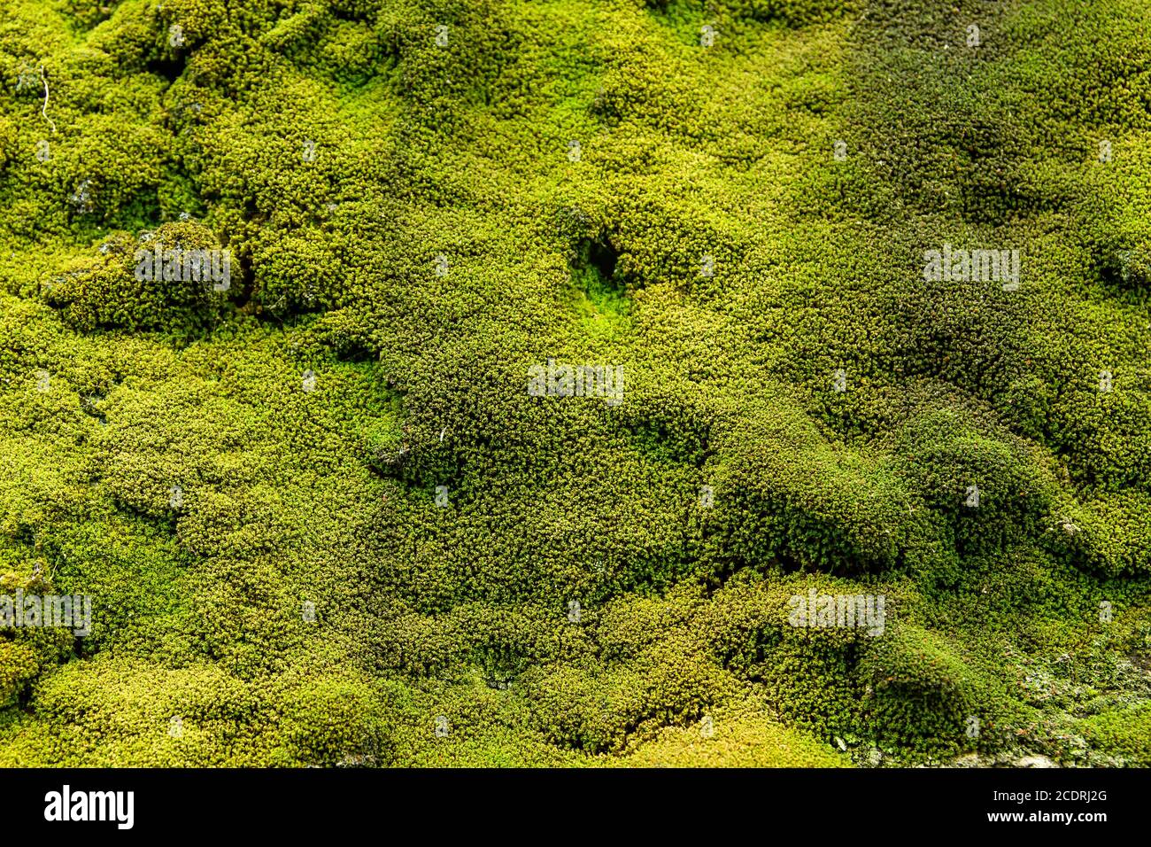 Fresh green forest moss Stock Photo - Alamy