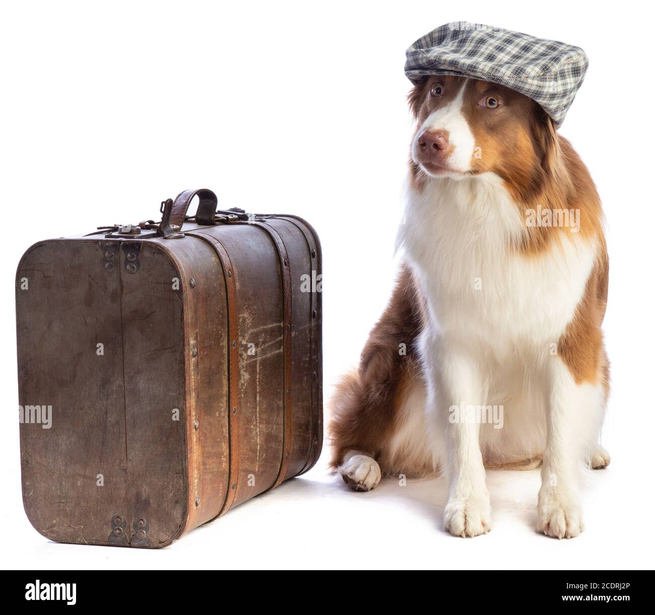 Standing Australian shepherd with cap at white background Stock Photo ...