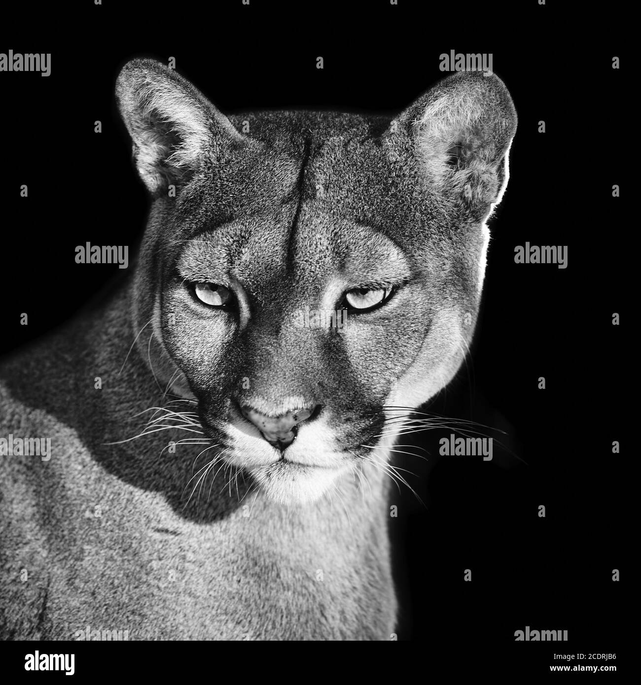 Lynx eye hi-res stock photography and images - Alamy