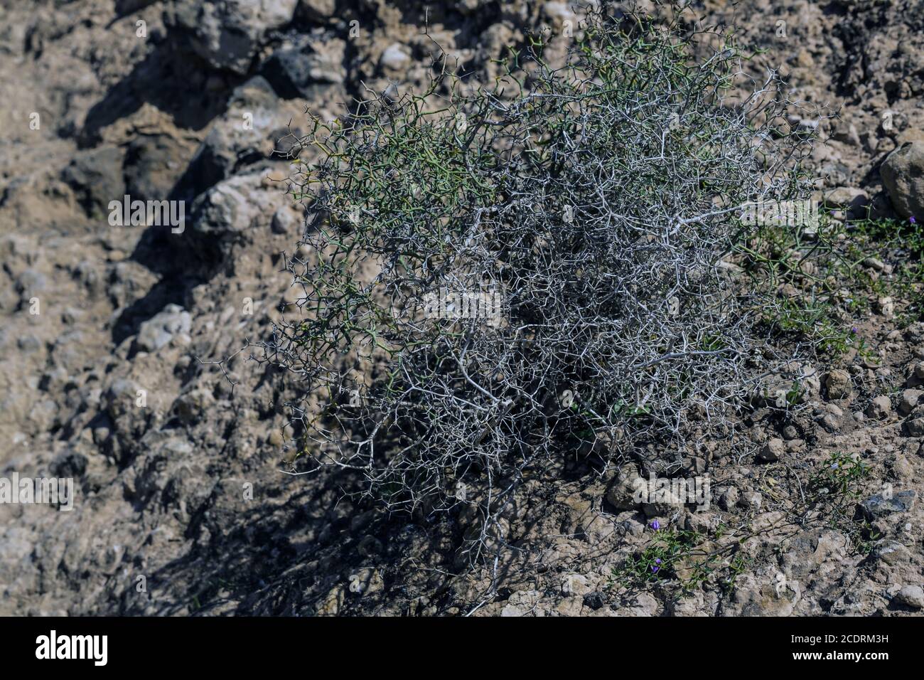 Lava vegetation hi-res stock photography and images - Alamy