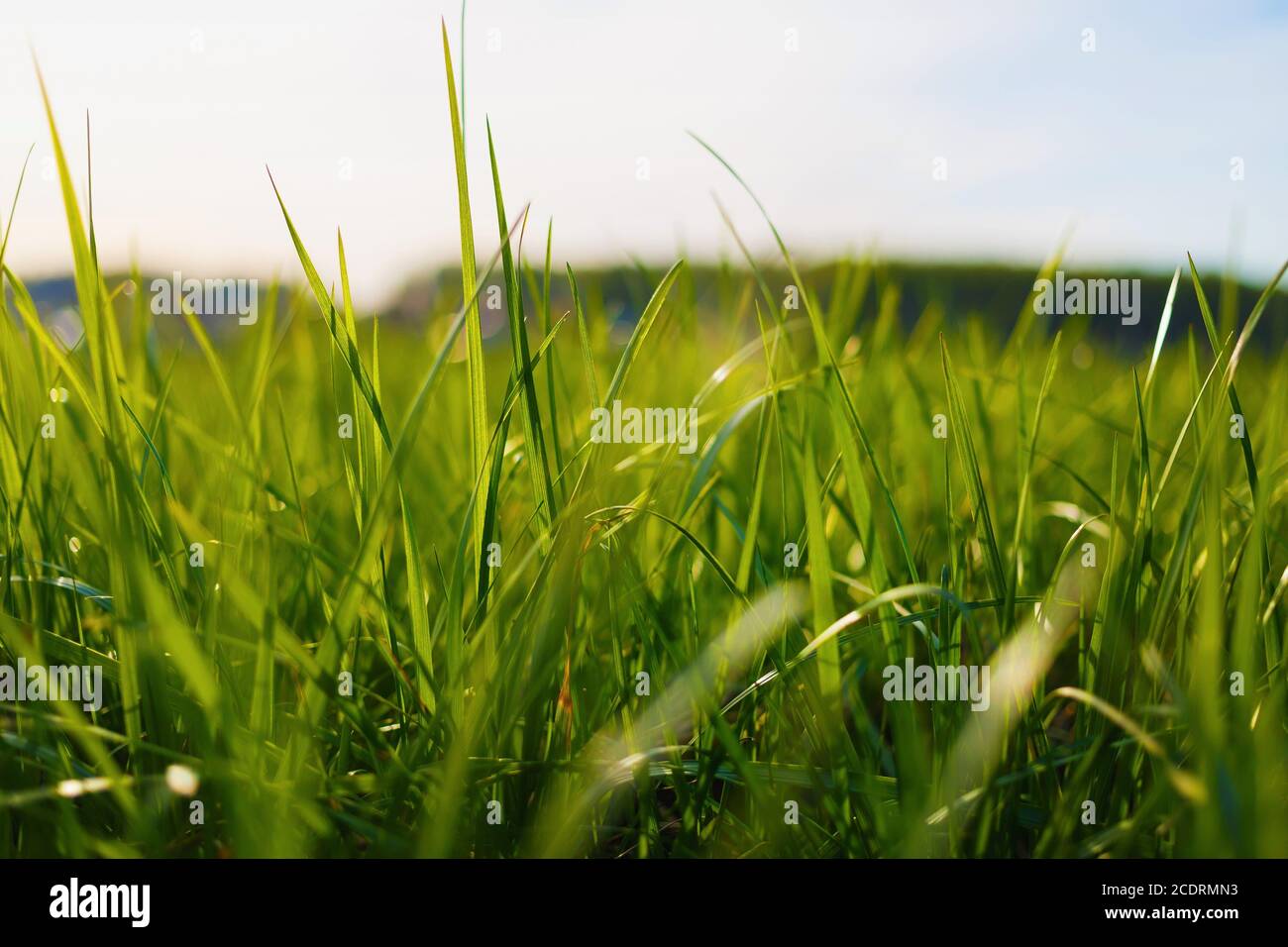 Thick green grass Stock Photo - Alamy