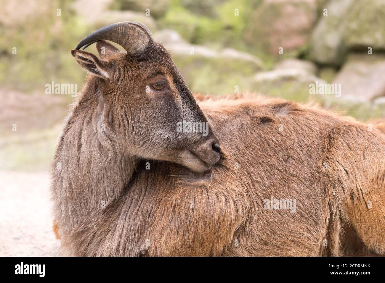 Himalayan tahr hi-res stock photography and images - Alamy