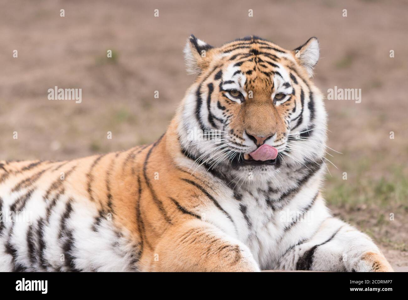 Tigerfotografie Gorgeous Patdev Female From Pench National Park