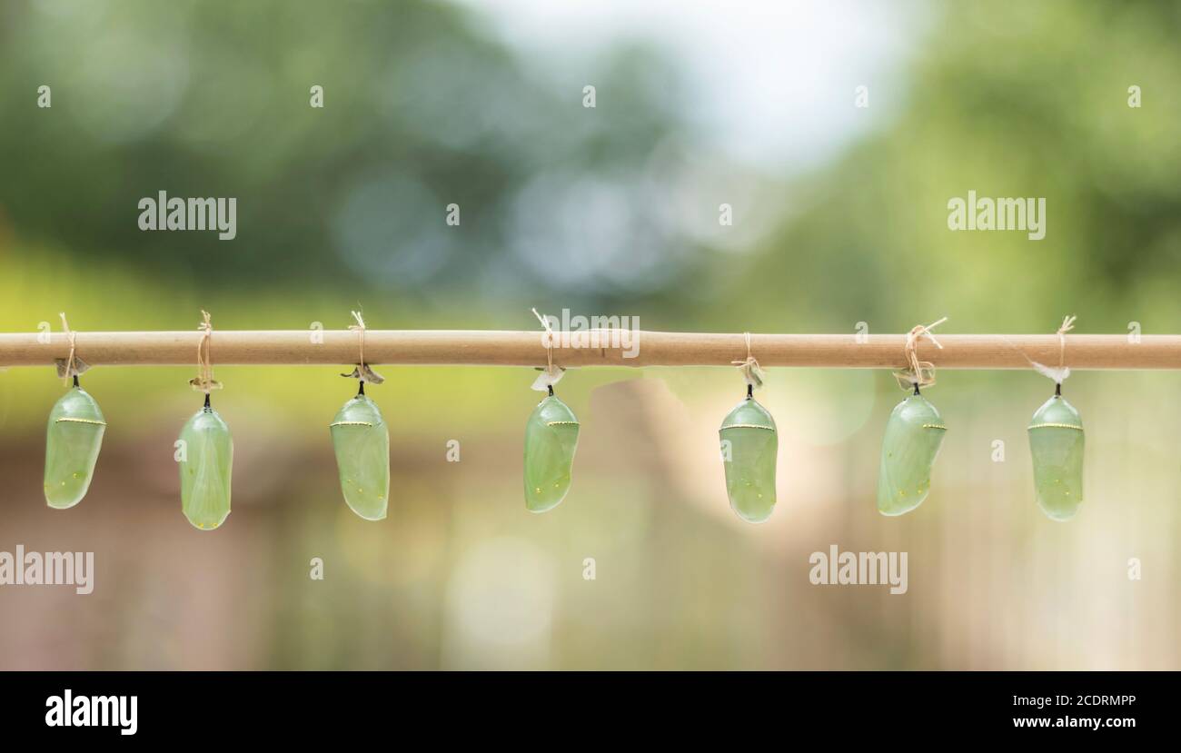 Monarch Butterfly Chrysalises, Danaus plexippuson, green stage hanging ...