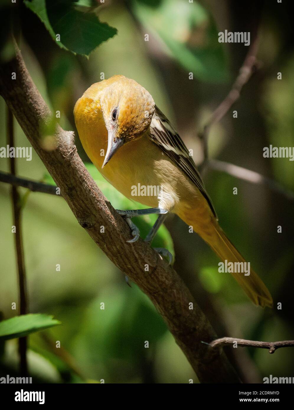 Baltimore oriole female hi-res stock photography and images - Alamy
