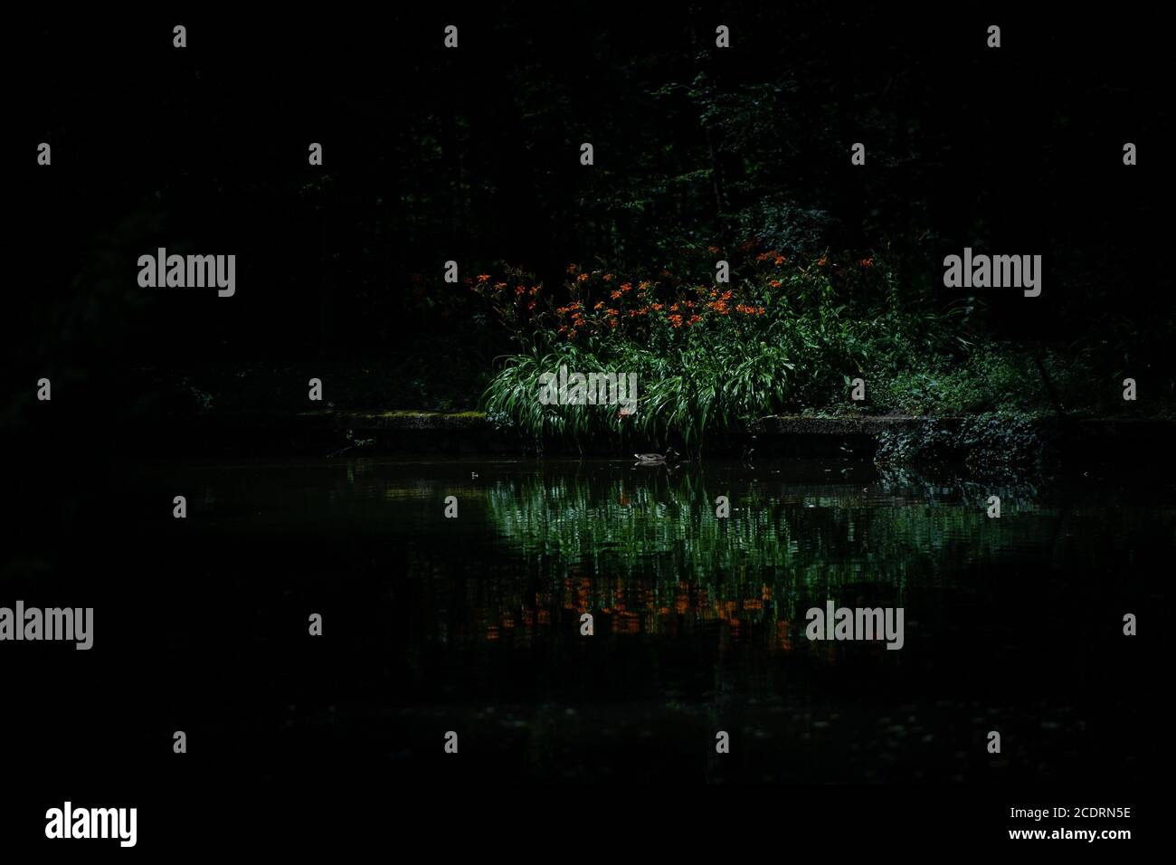 Dark pool of water with plants hi-res stock photography and images - Alamy