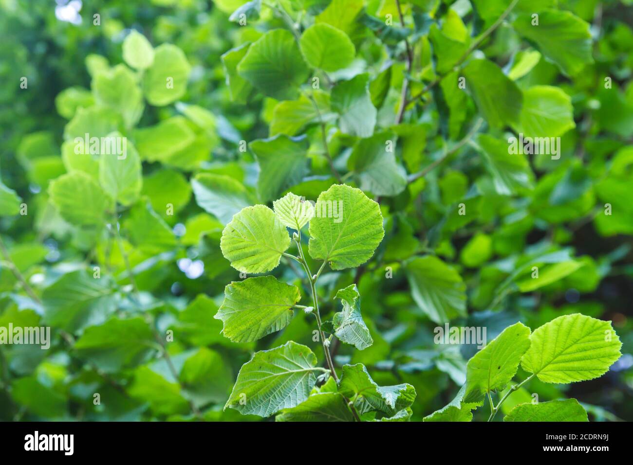 Hazel tree hi-res stock photography and images - Alamy