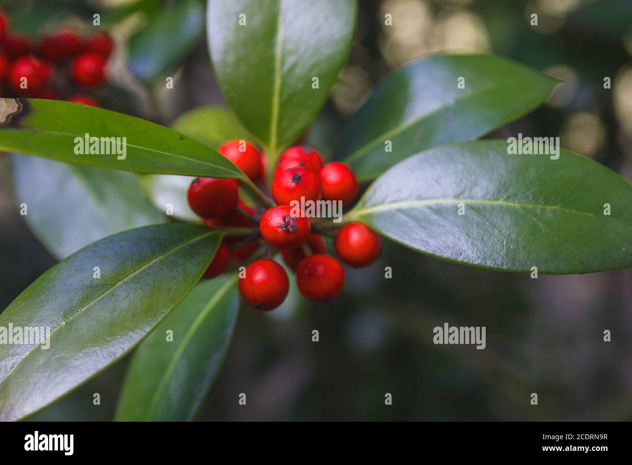 Holly green hi-res stock photography and images - Alamy