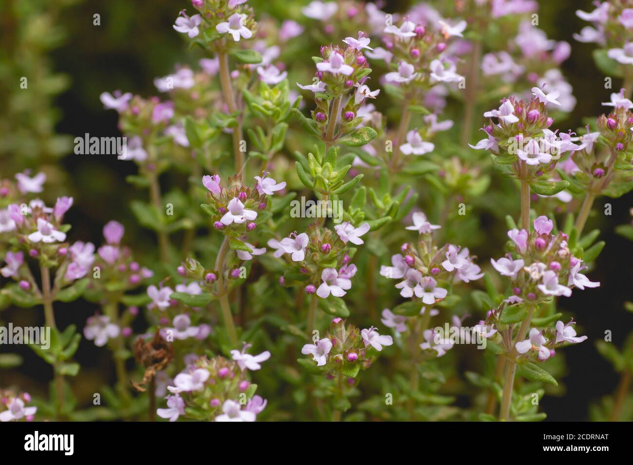 Thymus plant blooming Stock Photo - Alamy
