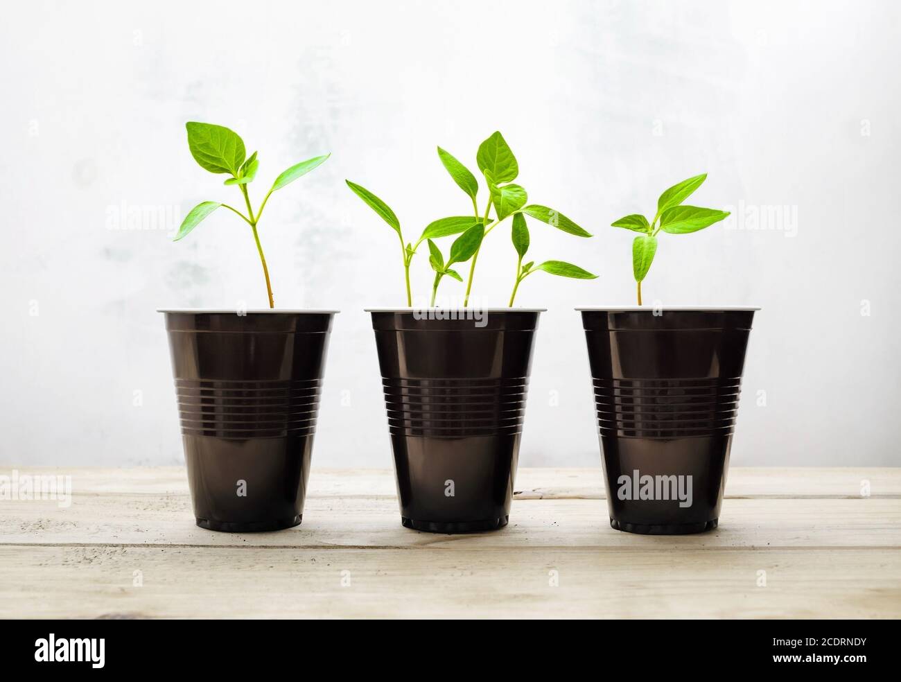 Small green sprouts Stock Photo - Alamy