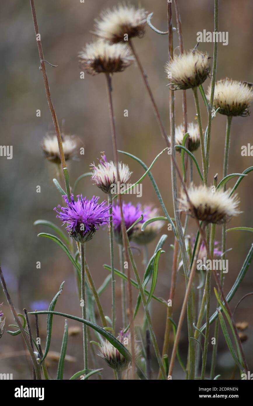 Meadow-Knapweed in diffrent Growing-Phases Stock Photo - Alamy