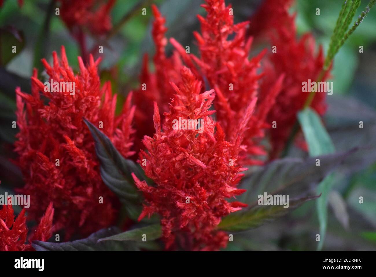 red plumed Cockscomb in the Wind Stock Photo - Alamy