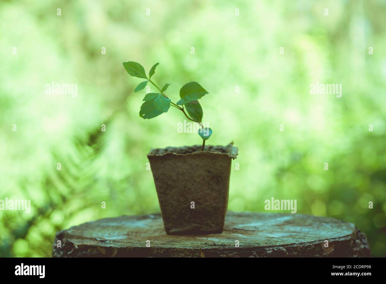 True leaves hi-res stock photography and images - Alamy