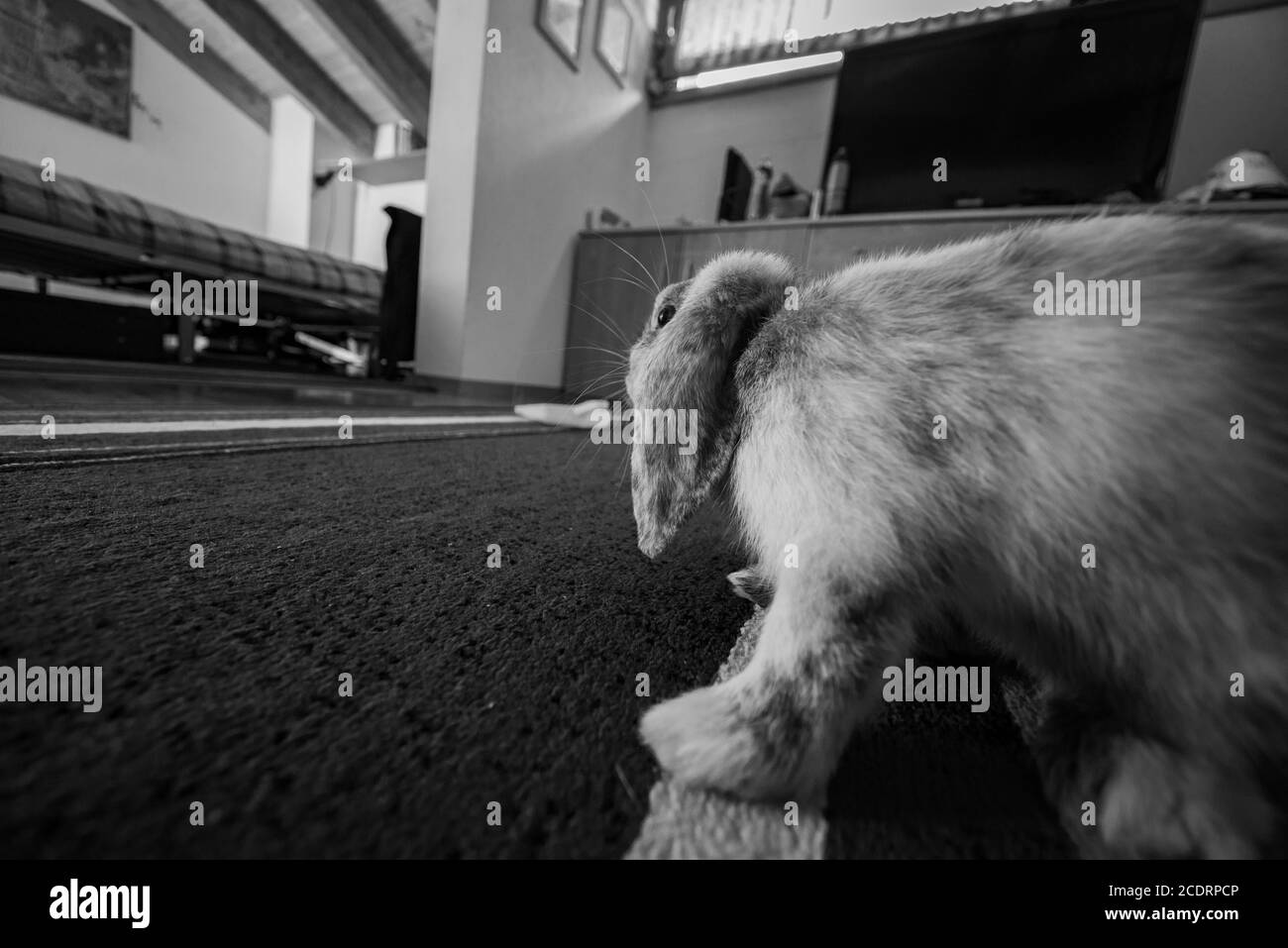 Furry rabbit bag hi-res stock photography and images - Alamy