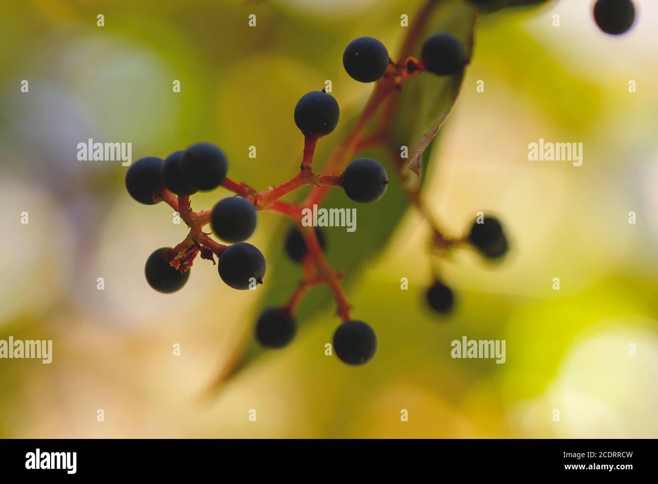 Virginia creeper berries hi-res stock photography and images - Alamy