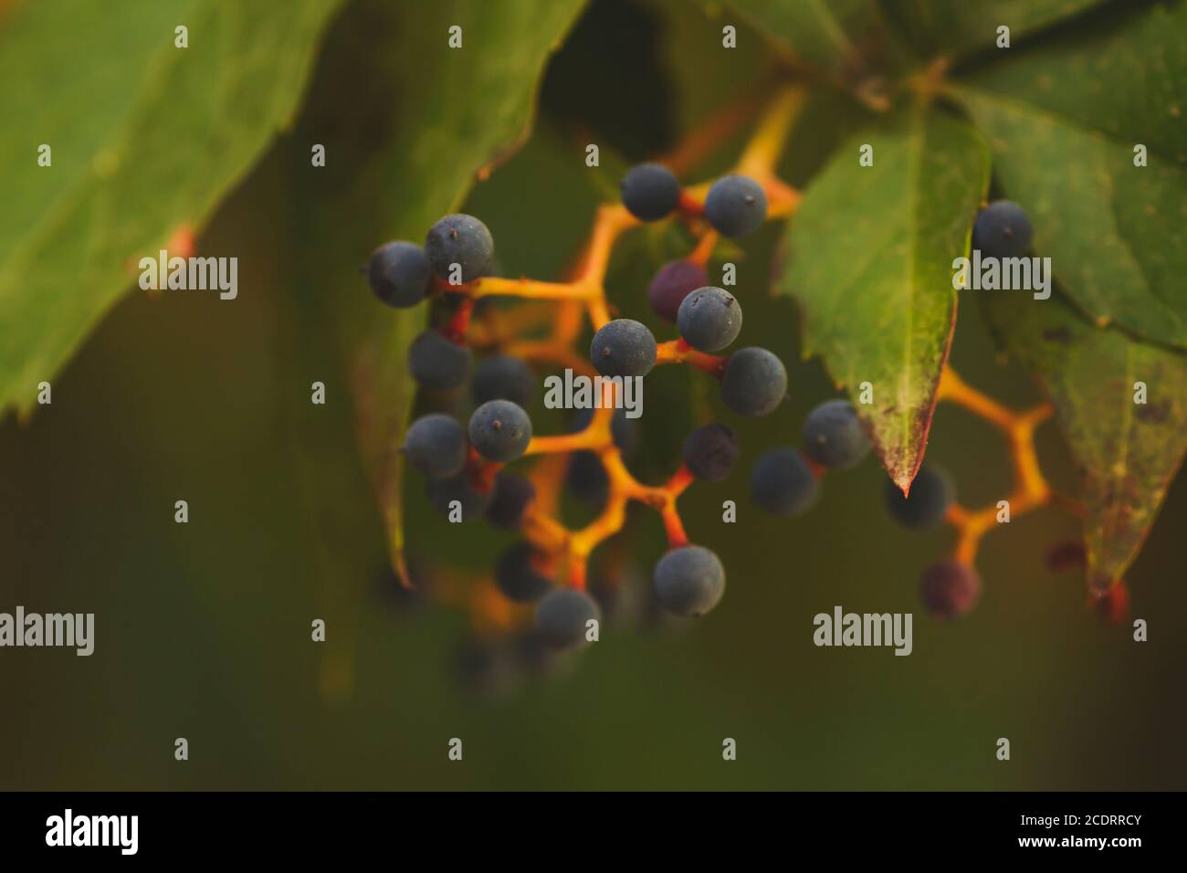 Virginia creeper blue berries close up Stock Photo - Alamy
