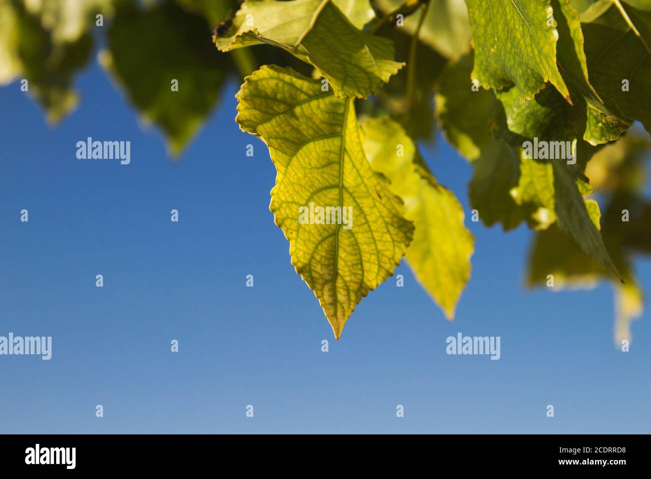 Aspen tree green foliage Stock Photo - Alamy